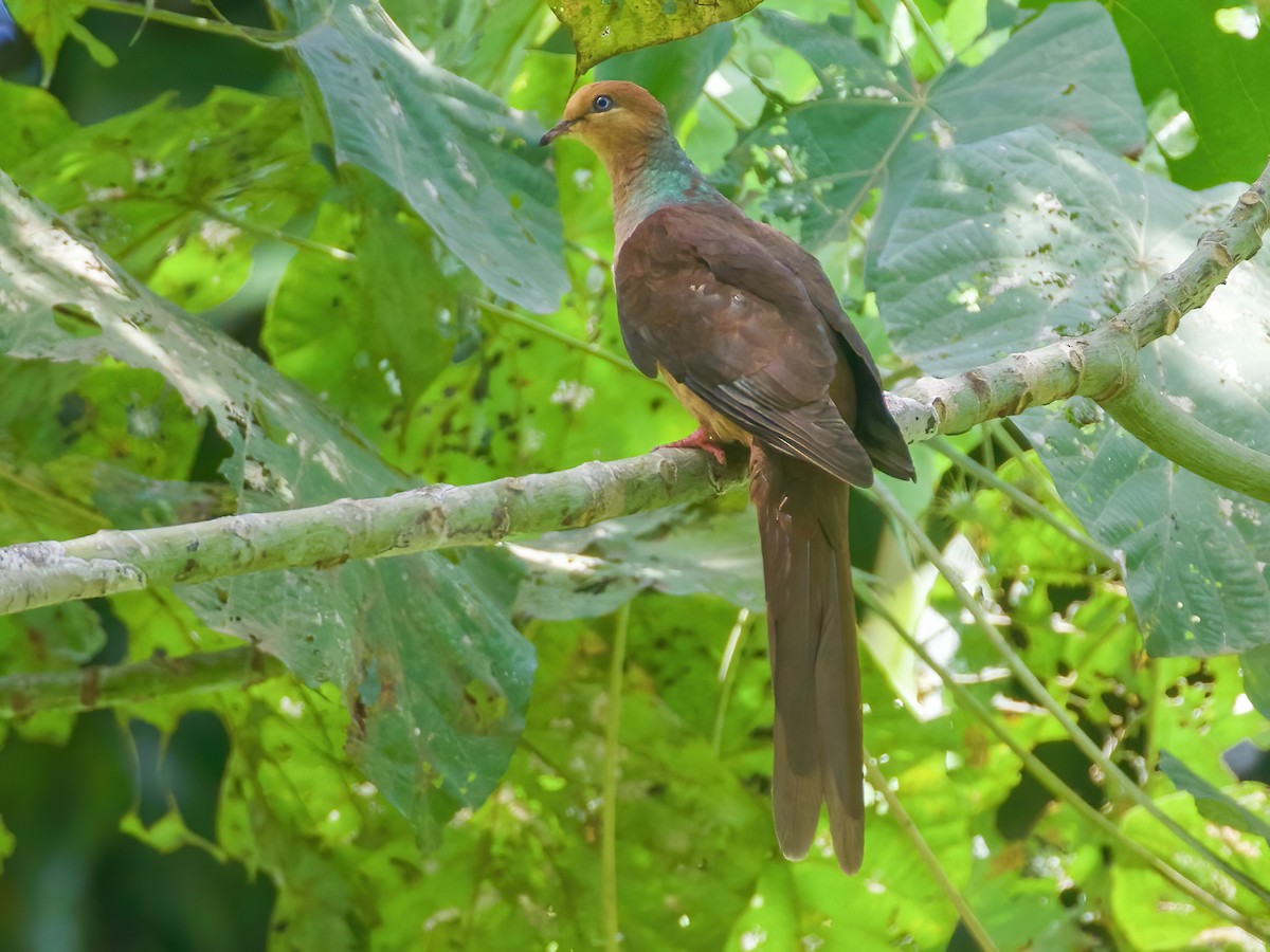 Amboyna Cuckoo-Dove - Macropygia amboinensis - Birds of the World