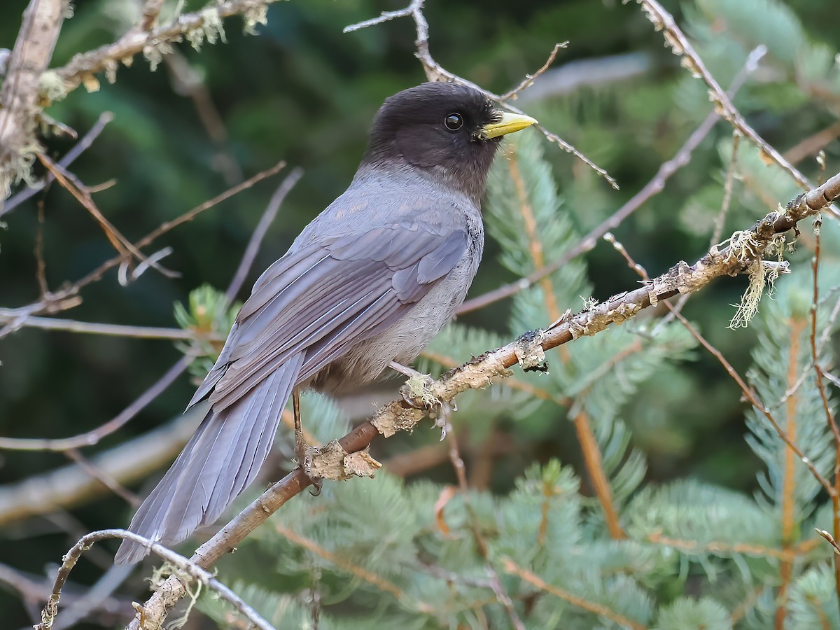 Sichuan Jay - Perisoreus internigrans - Birds of the World