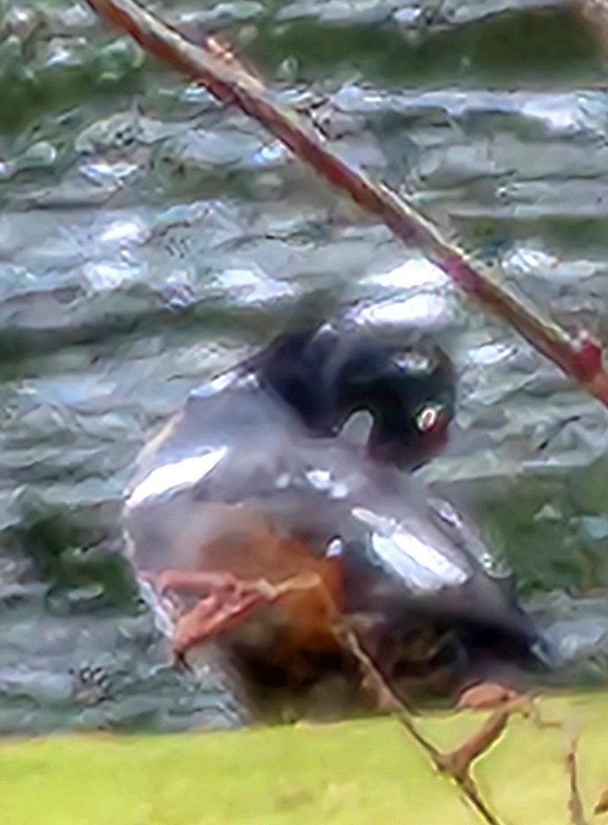 eBird Checklist - 13 Feb 2024 - Halton - 1 species