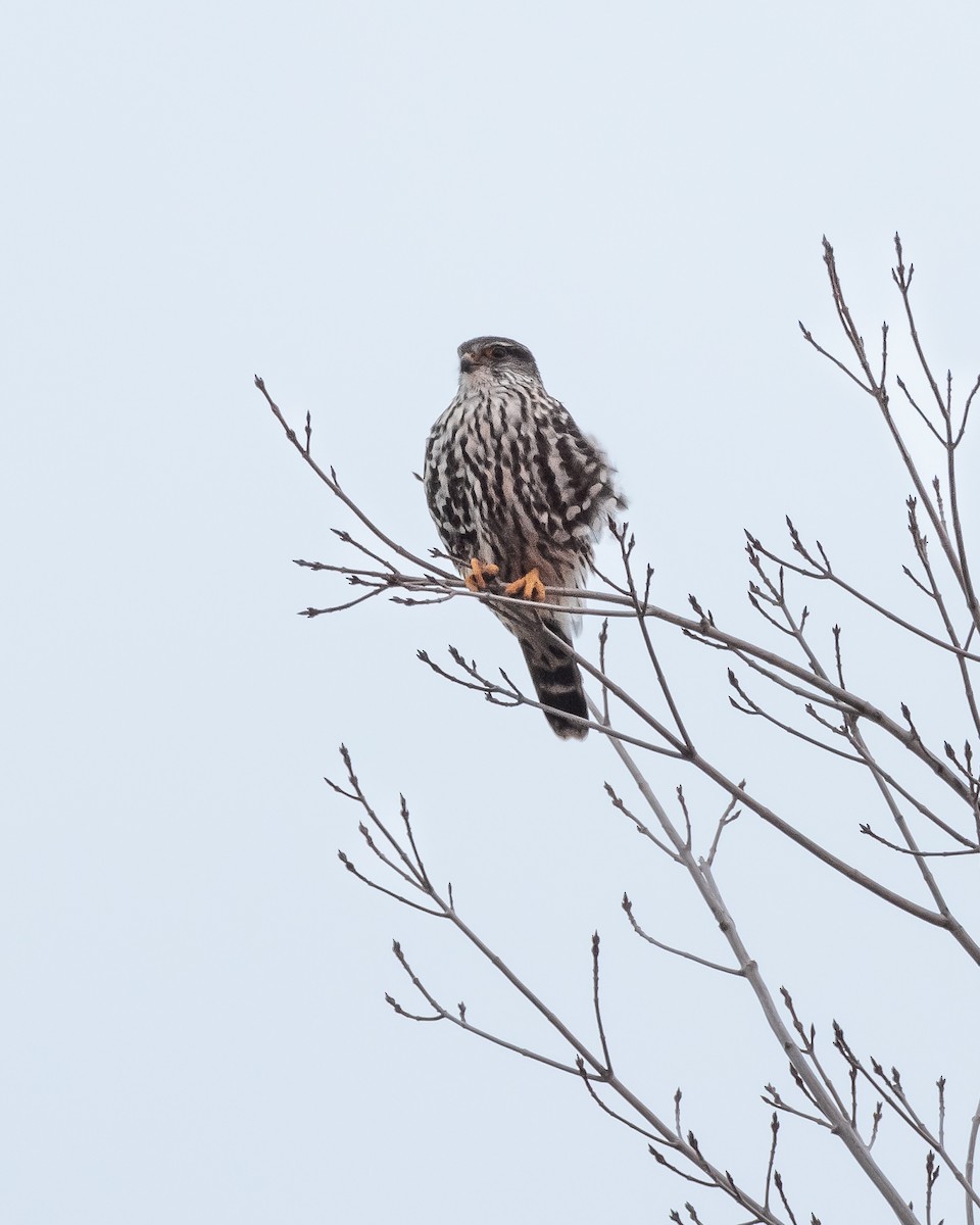 eBird Checklist - 13 Feb 2024 - E Bogen Rd - 1 species