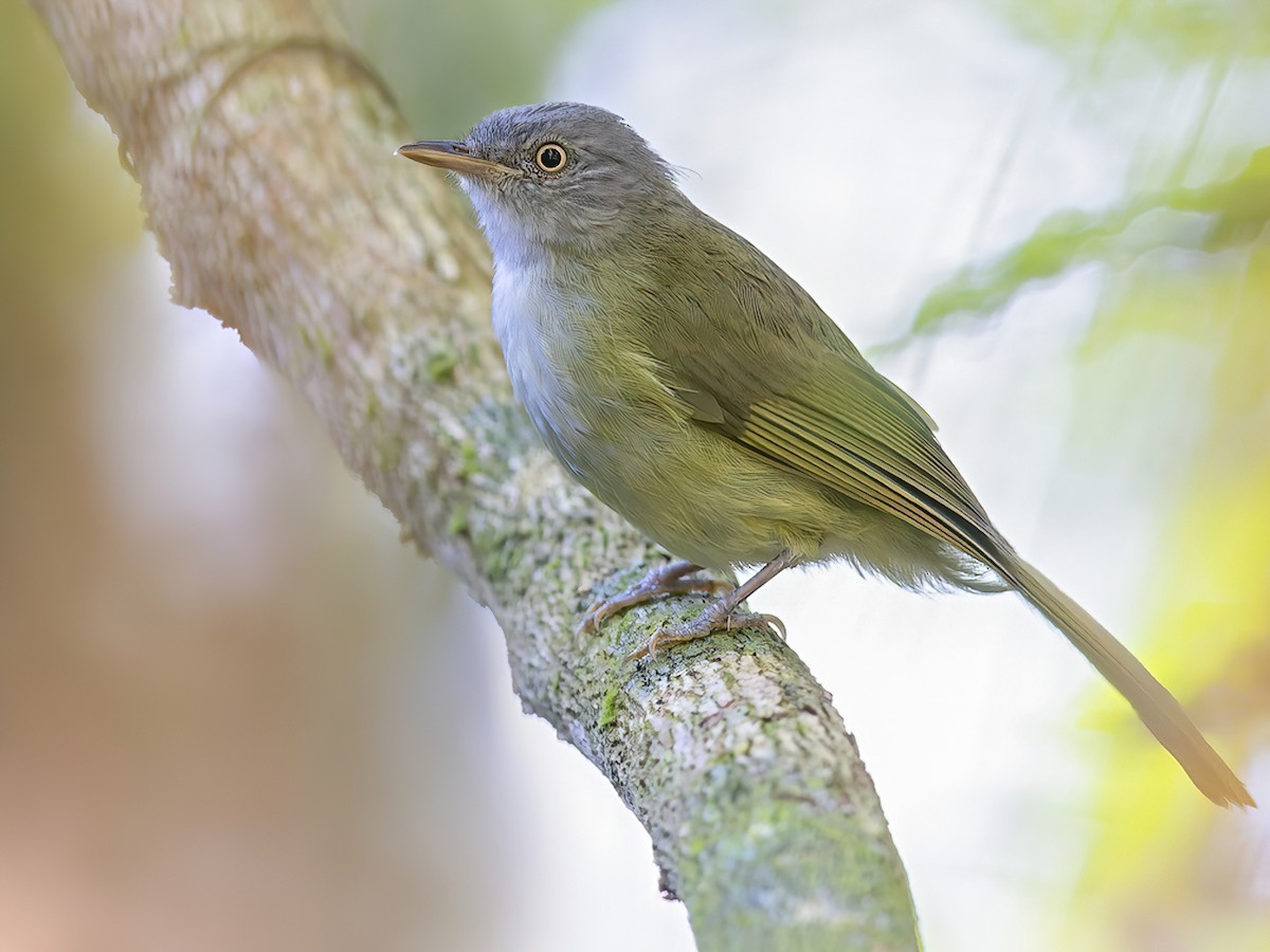 Tiny Greenbul - Phyllastrephus debilis - Birds of the World