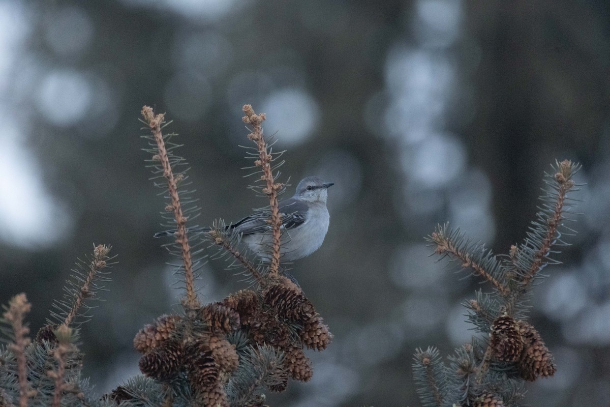 eBird Checklist - 13 Feb 2024 - Orchard Hills Park - 4 species (+2 ...