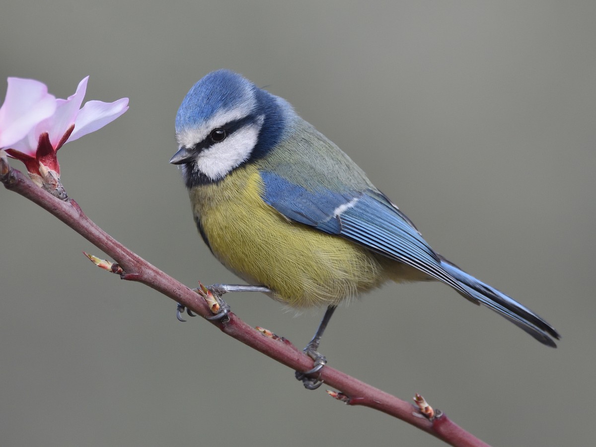 Eurasian Blue Tit - Cyanistes caeruleus - Birds of the World