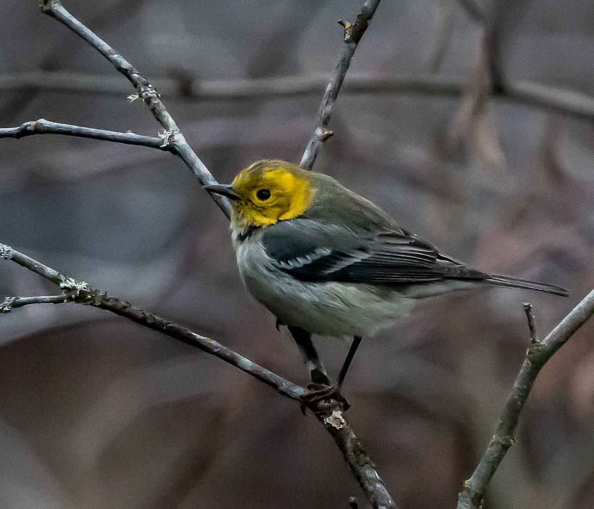 eBird Checklist - 11 Feb 2024 - Summit, Washington, US - 1 species