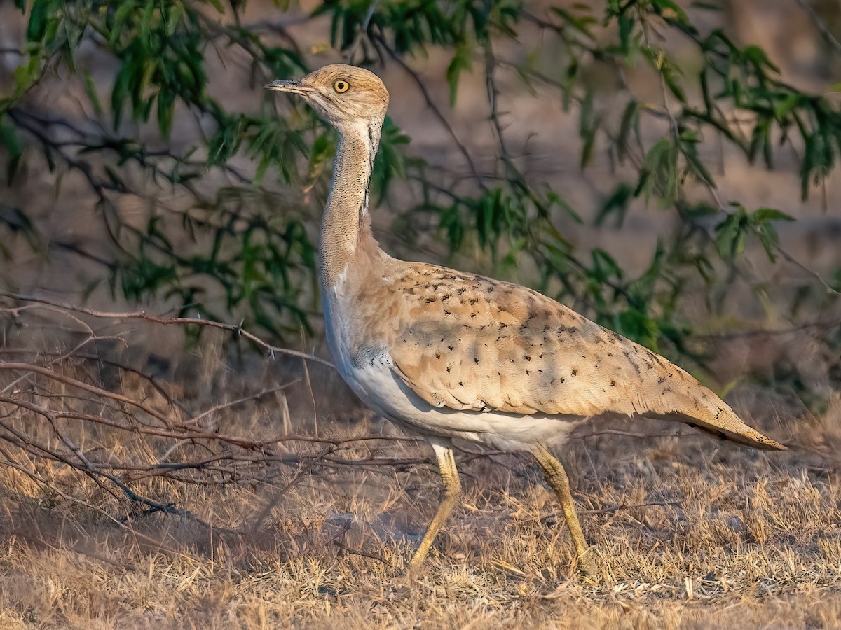 Macqueen's Bustard - Chlamydotis macqueenii - Birds of the World