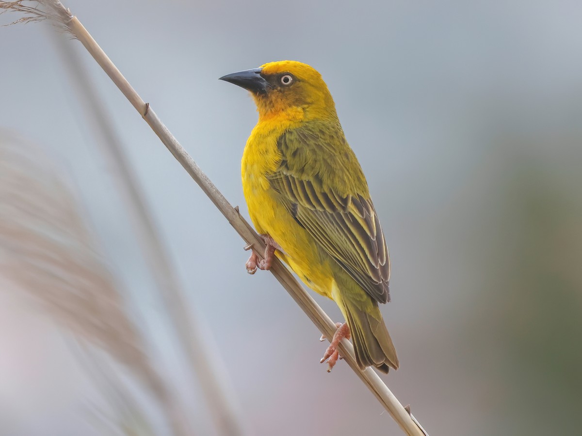 Cape Weaver - Ploceus capensis - Birds of the World