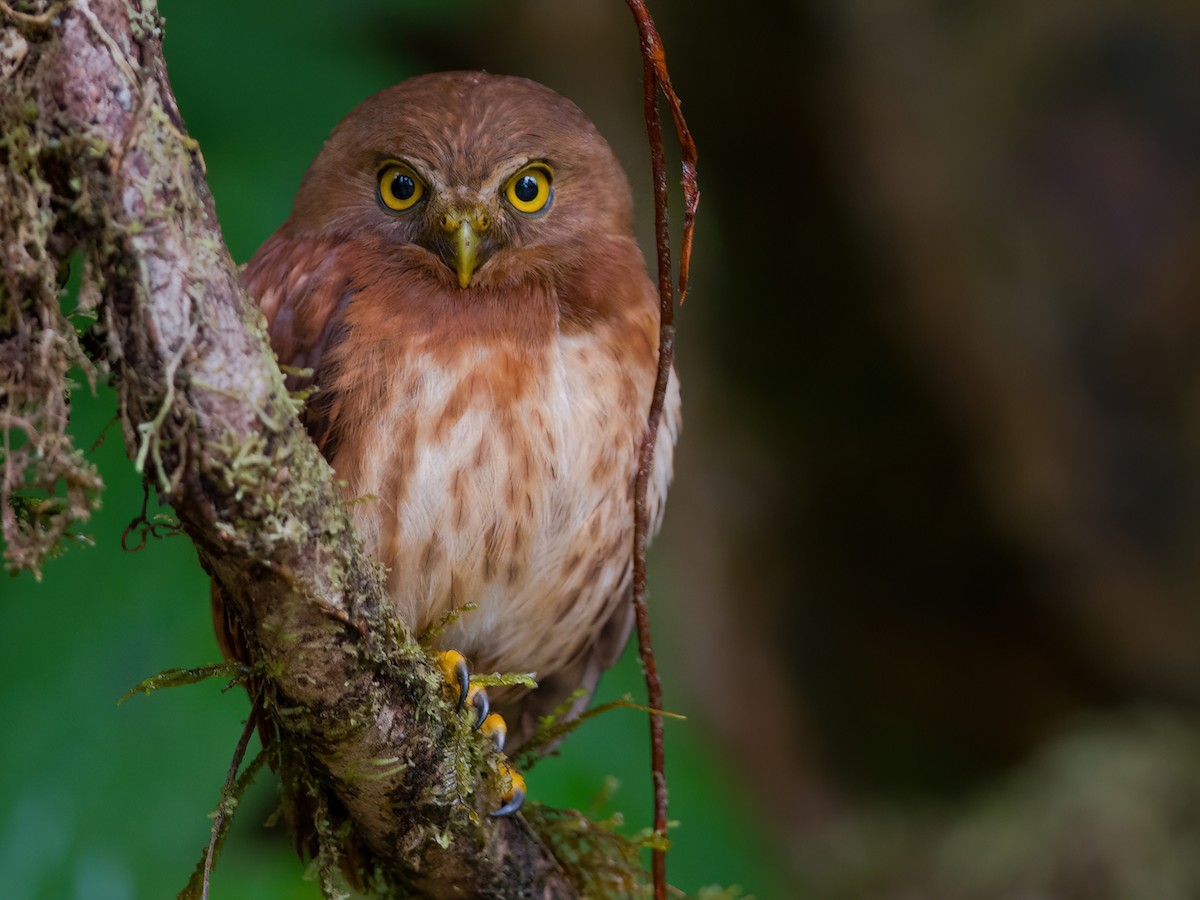 Cloud-forest Pygmy-Owl - Glaucidium nubicola - Birds of the World