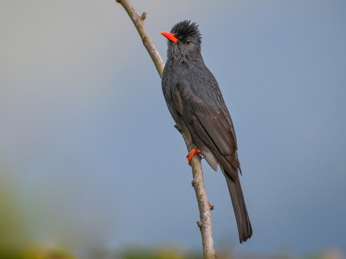 Square-tailed Bulbul - Hypsipetes ganeesa - Birds of the World