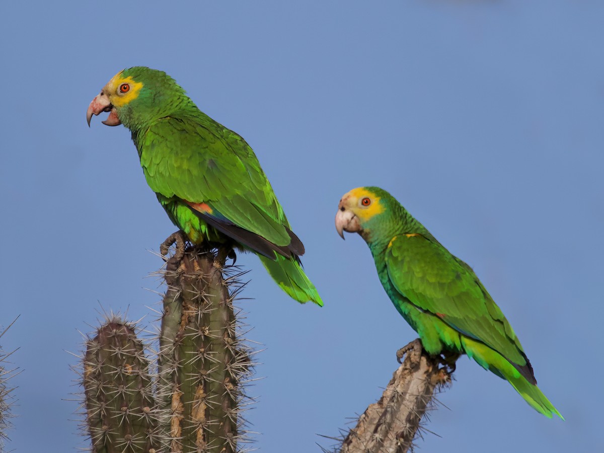 Yellow-shouldered Parrot - Amazona barbadensis - Birds of the World