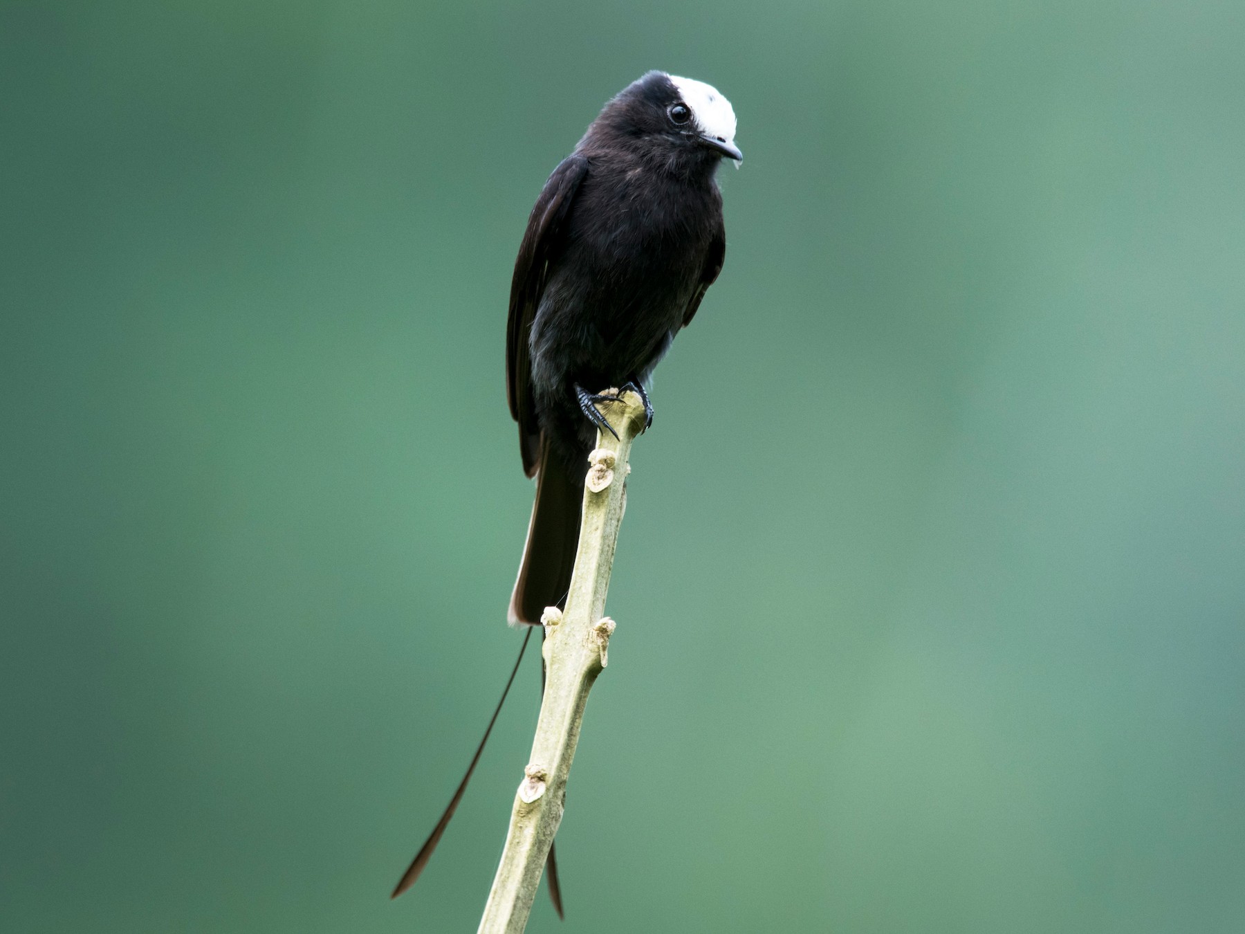 Long-tailed Tyrant - eBird