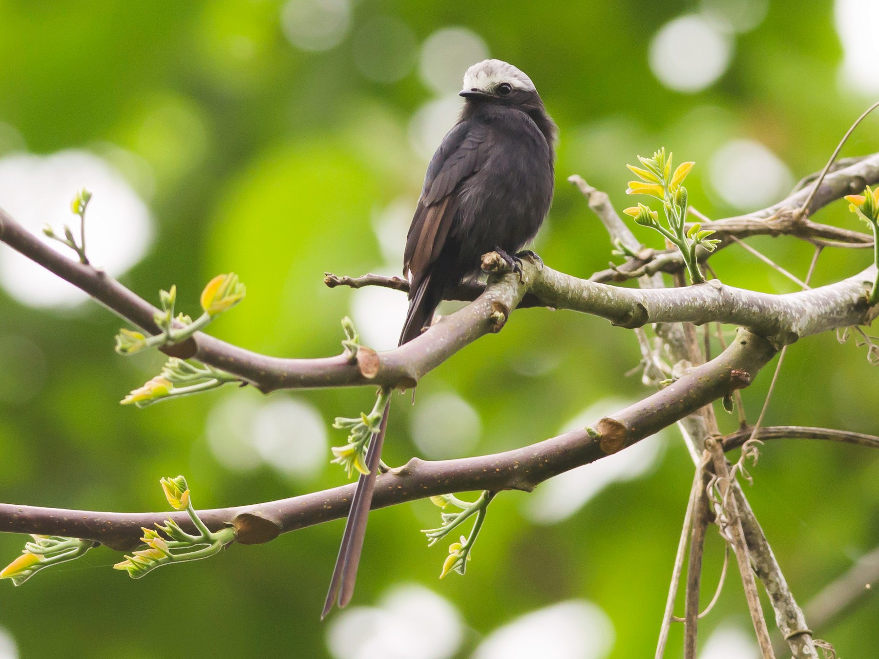 Long-tailed Tyrant - eBird