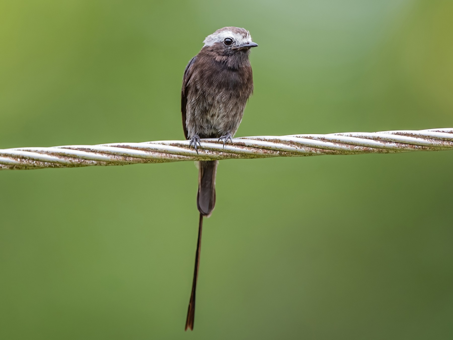 Long-tailed Tyrant - eBird