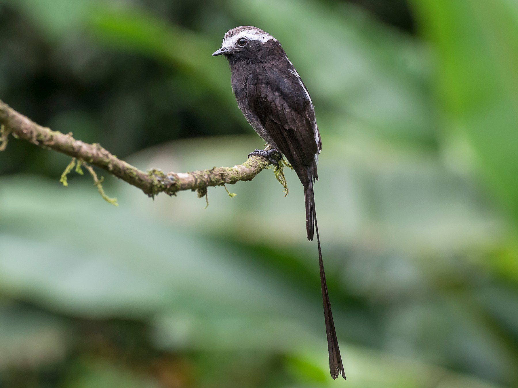 Long-tailed Tyrant - eBird