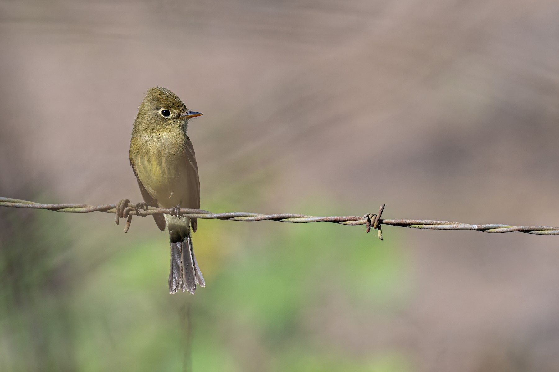 Western Flycatcher (Pacific-slope x Cordilleran Flycatcher) - eBird