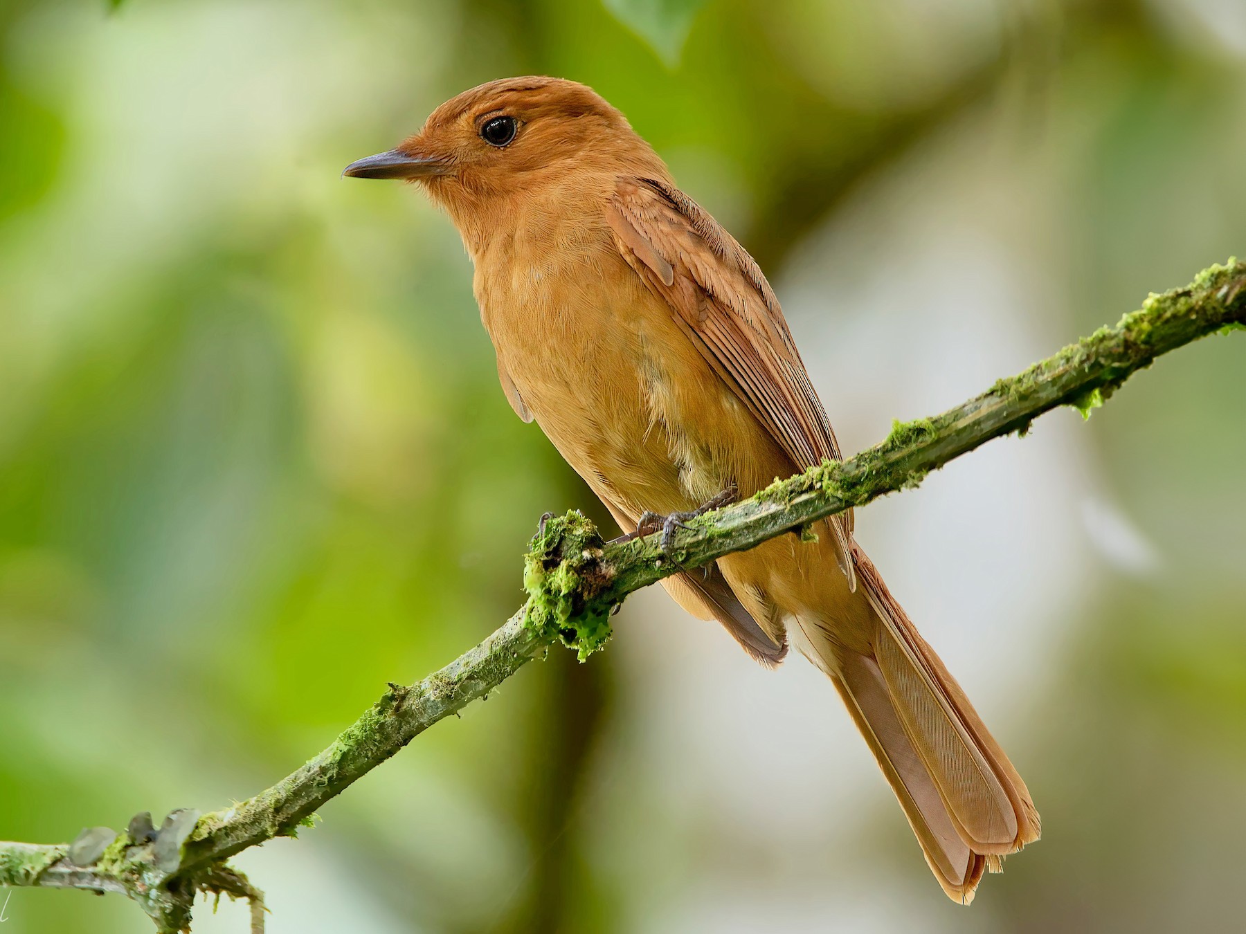 Rufous Mourner - eBird