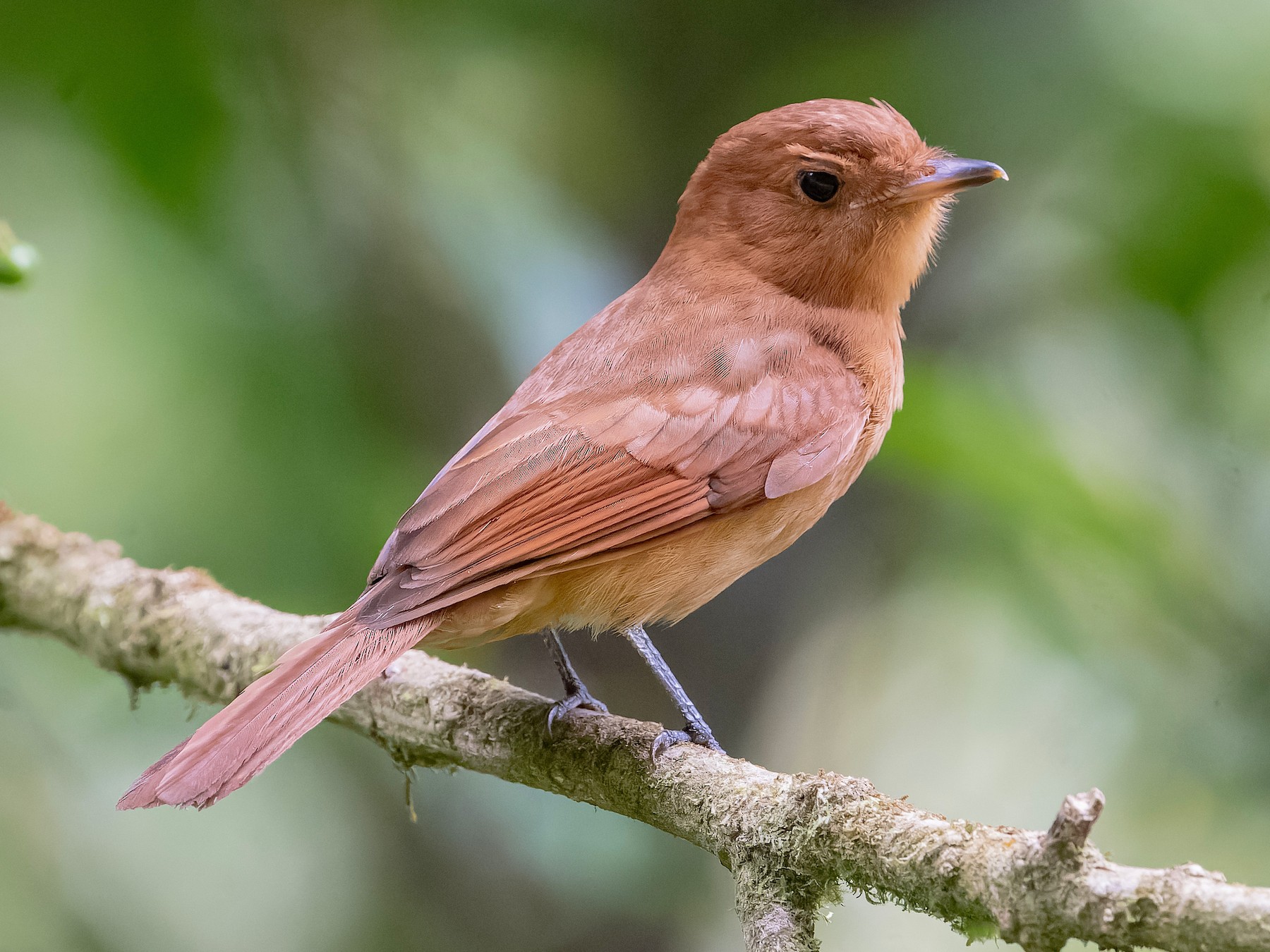 Rufous Mourner - eBird