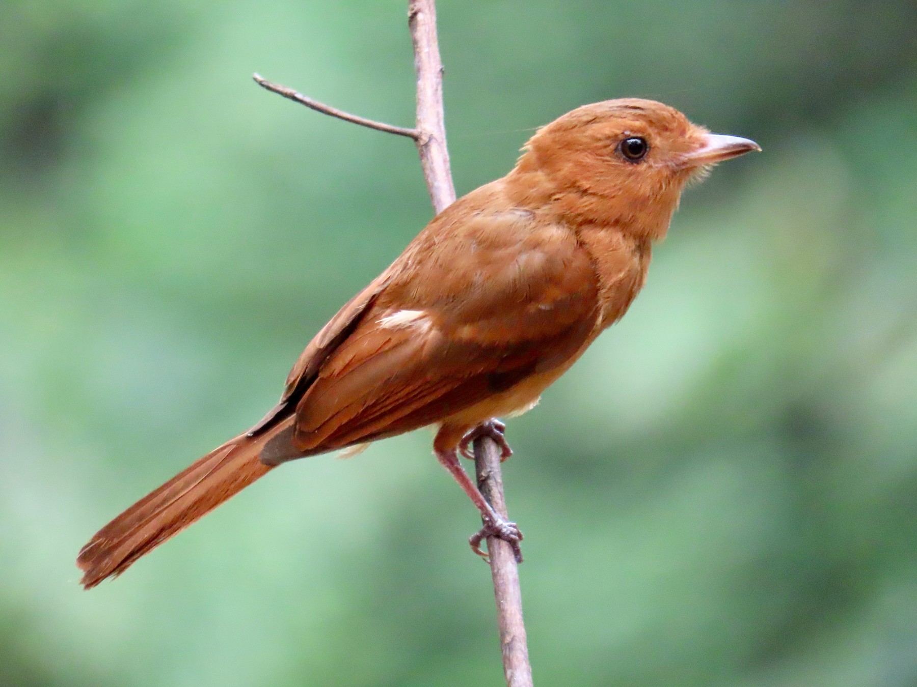 Rufous Mourner - eBird