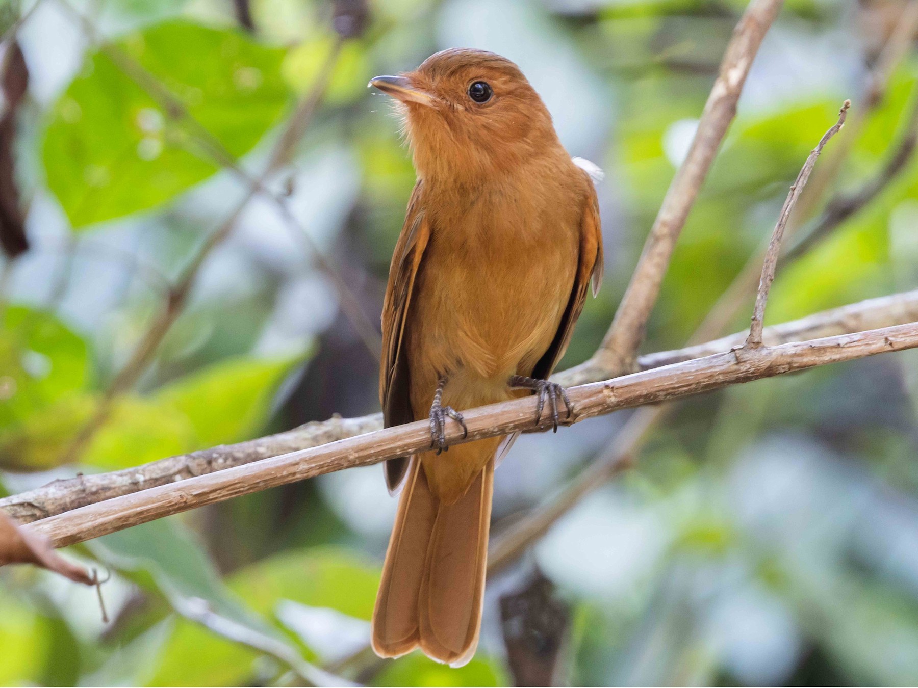 Rufous Mourner - eBird
