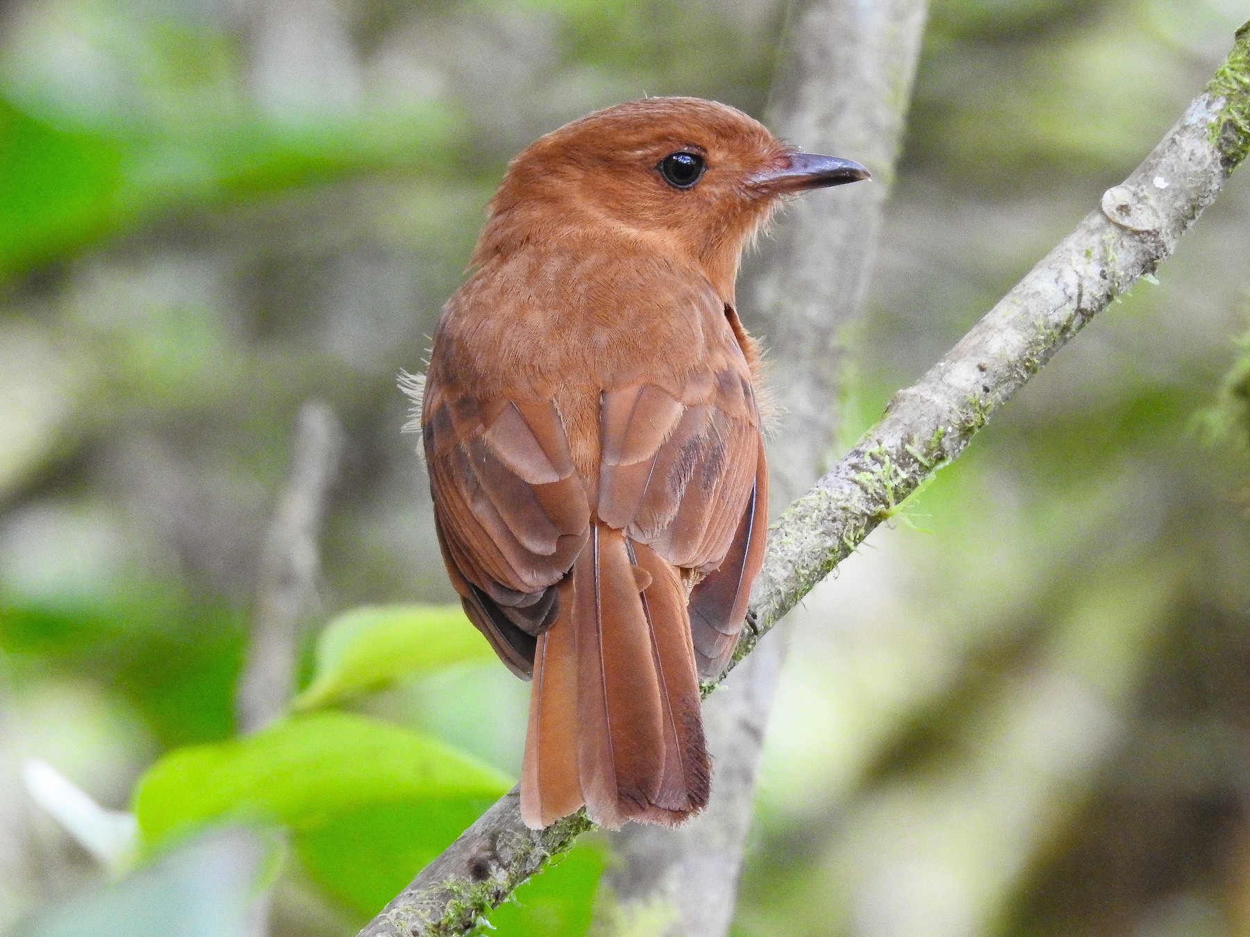 Rufous Mourner - eBird