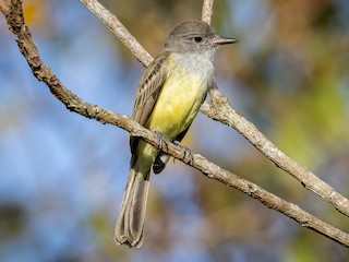 Panama Flycatcher - eBird