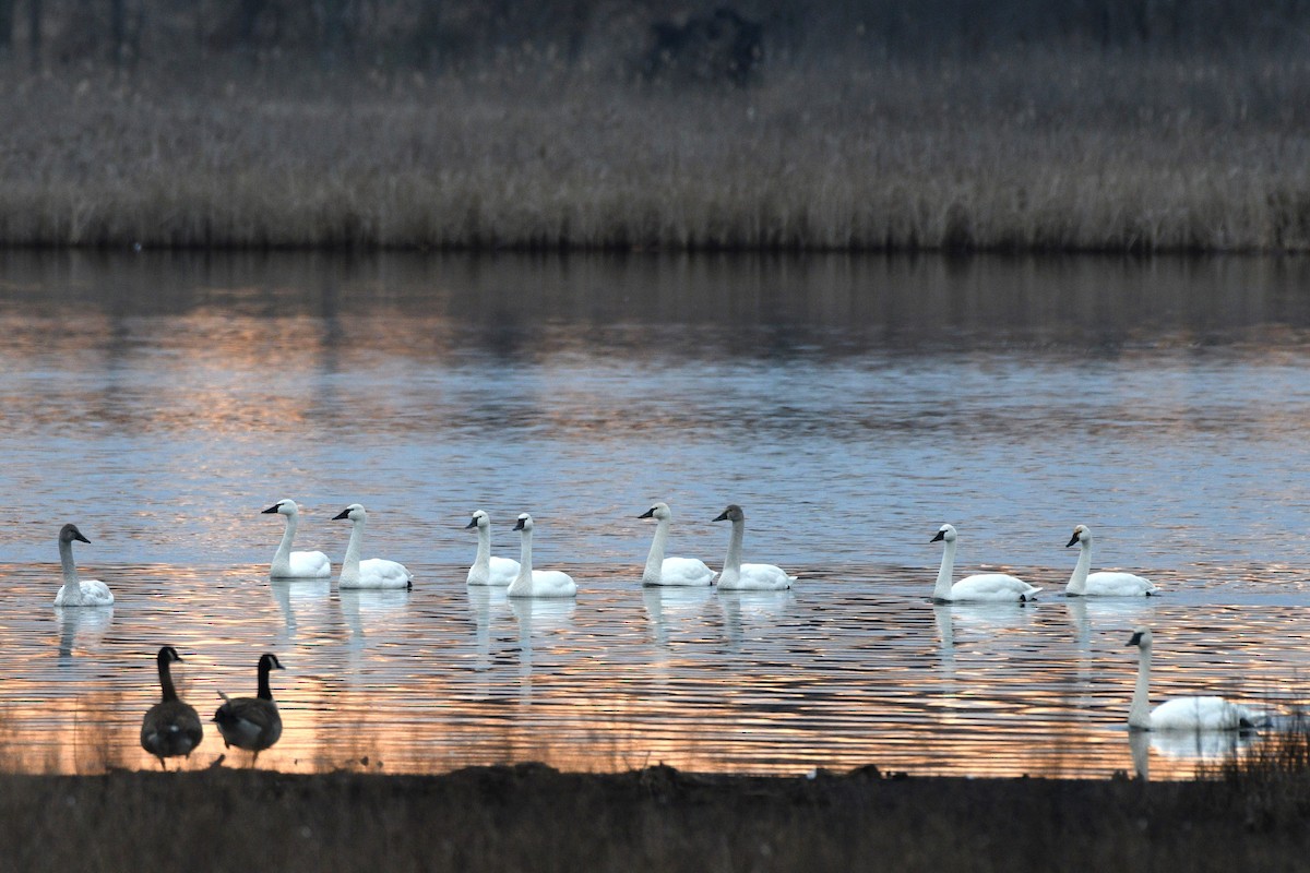 eBird Checklist - 10 Feb 2024 - Bombay Hook National Wildlife Refuge ...
