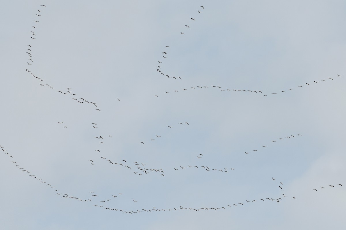 Pennsylvania Bird Atlas Checklist - 12 Feb 2024 - Goose Run Park - 38 species