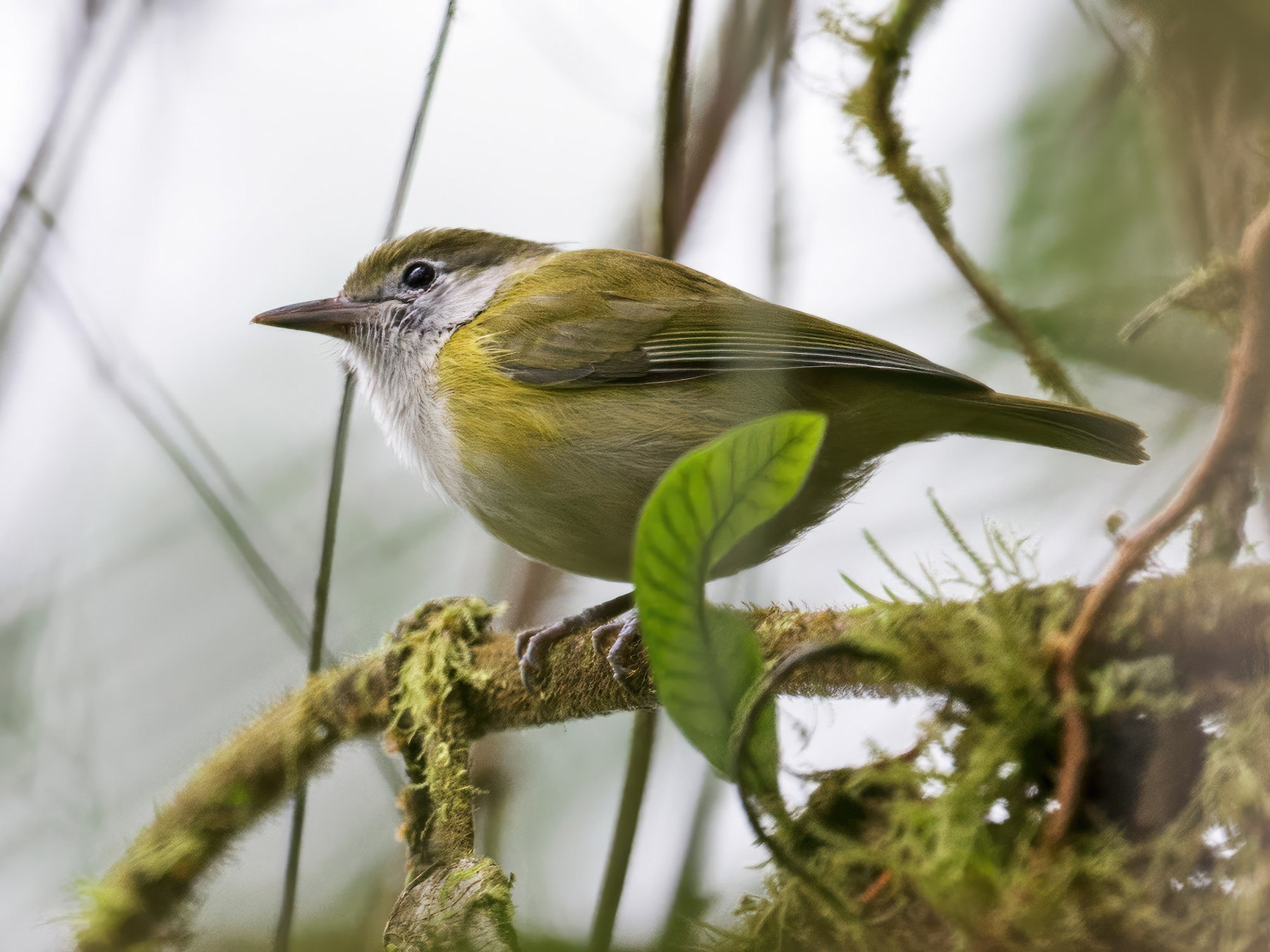 Lesser Greenlet - eBird