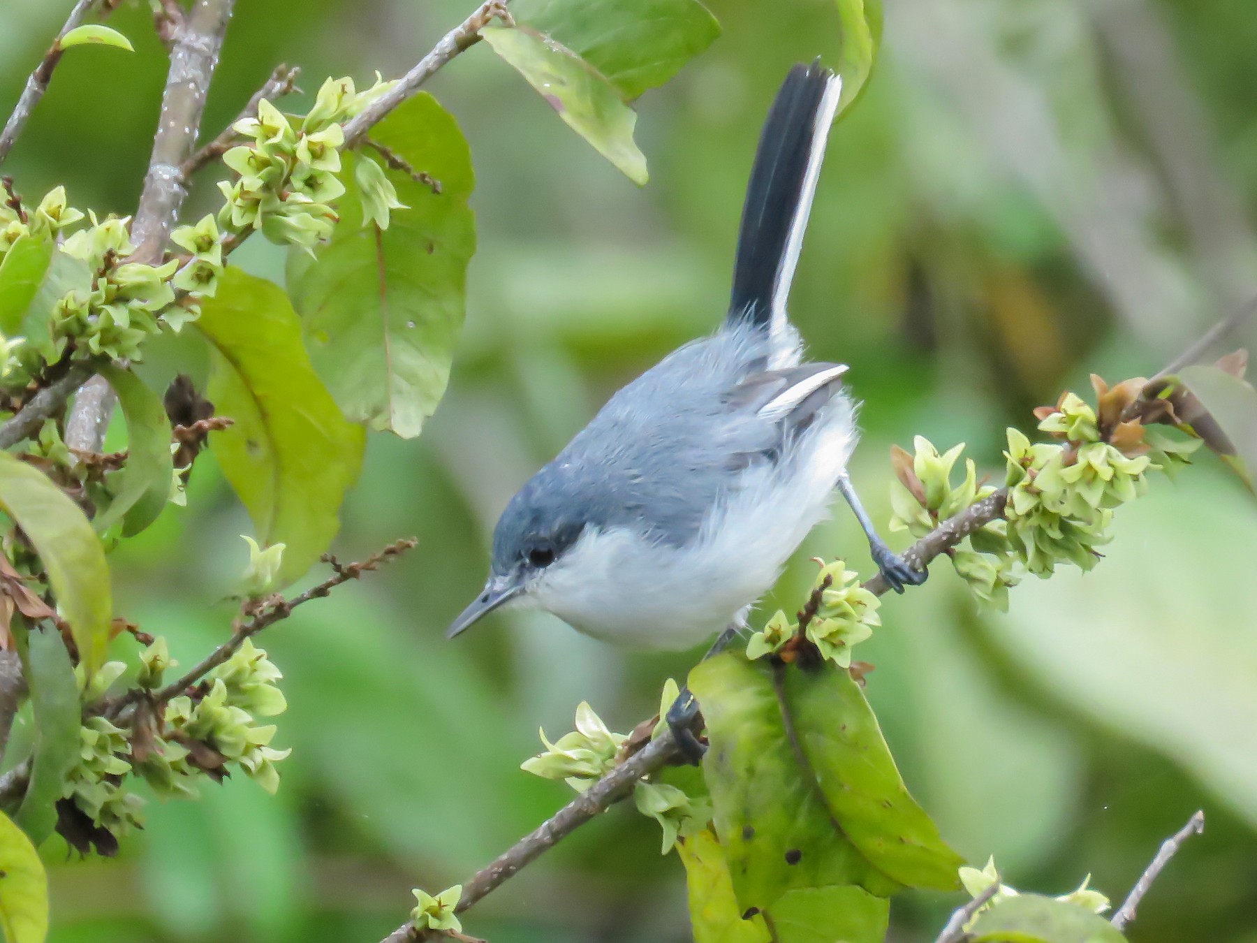 Tropical Gnatcatcher - eBird