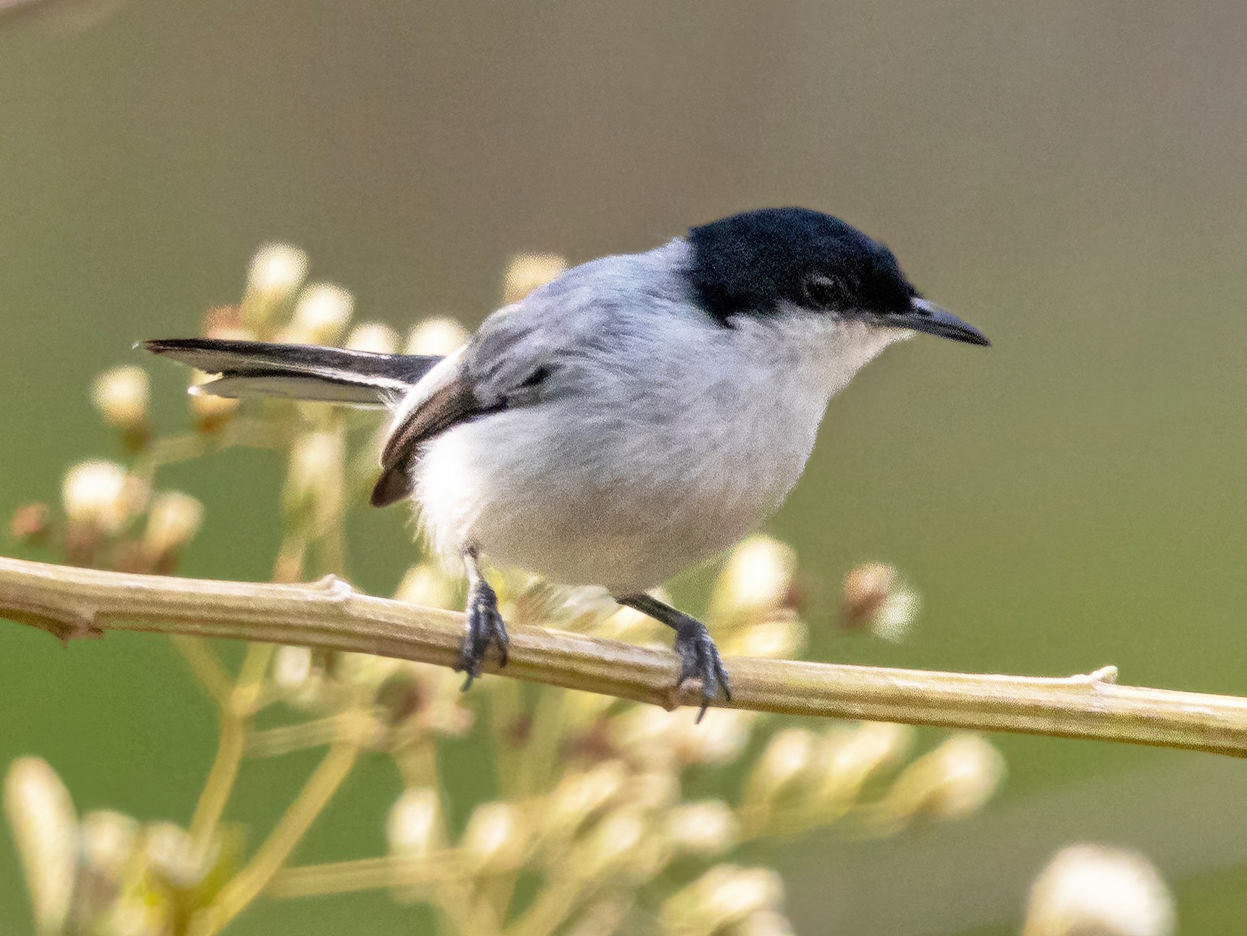Tropical Gnatcatcher - eBird