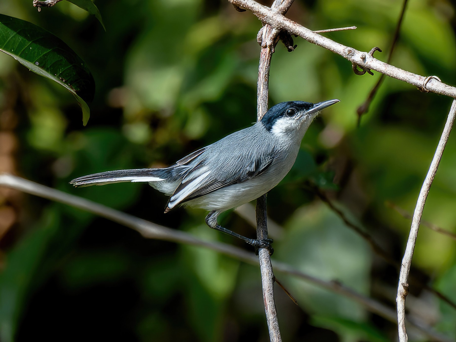 Tropical Gnatcatcher - eBird