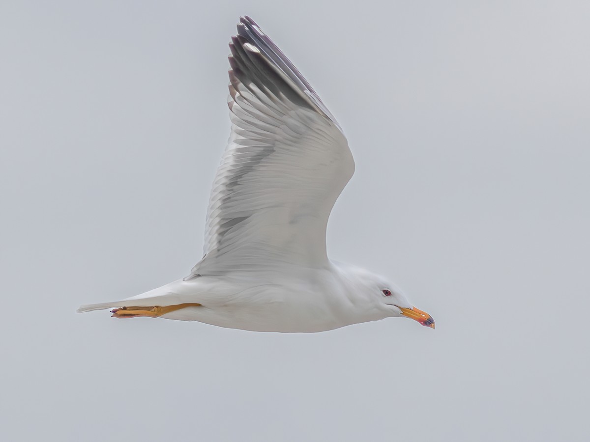 Armenian Gull - Larus armenicus - Birds of the World