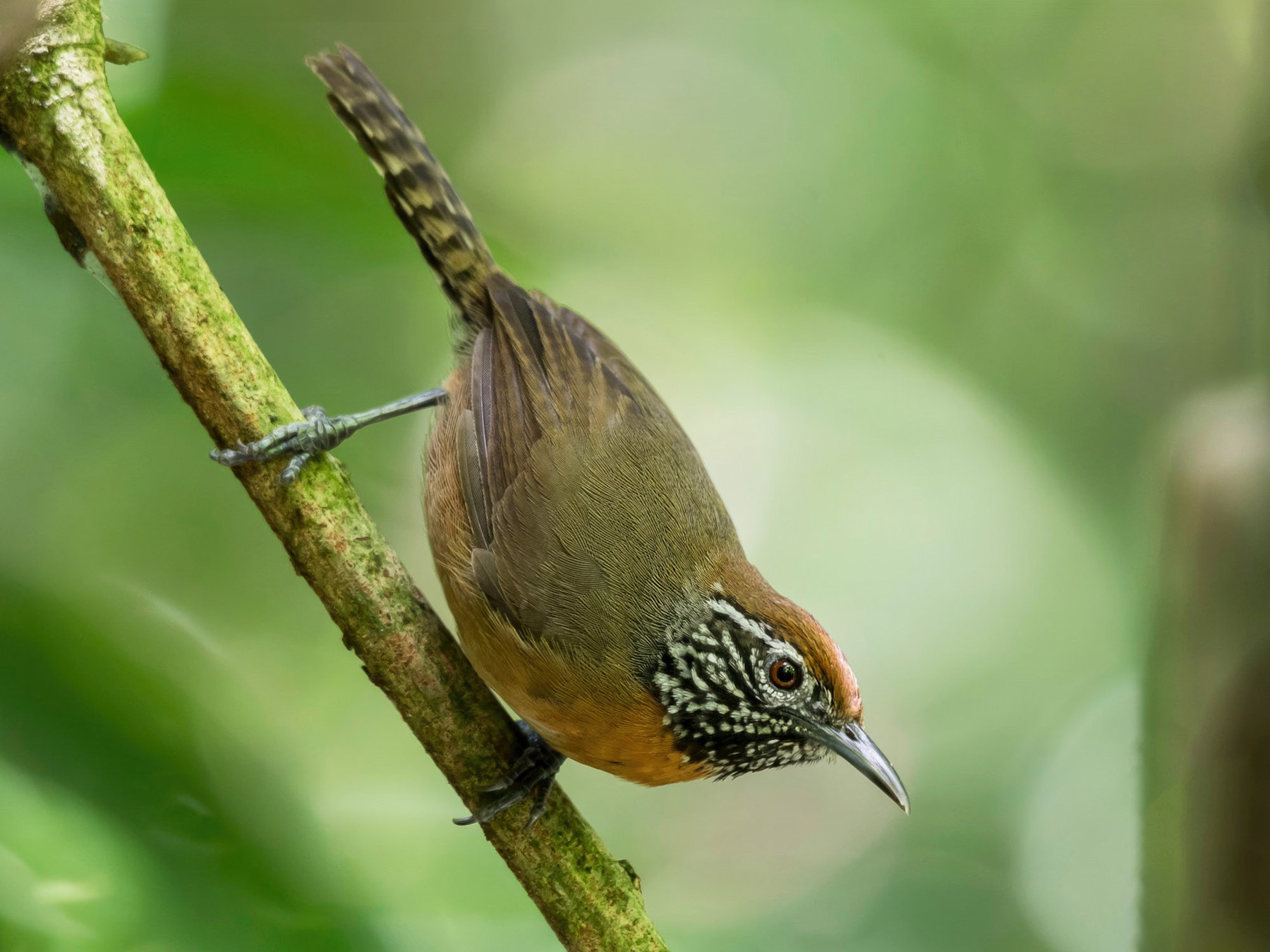 Rufous-breasted Wren - eBird