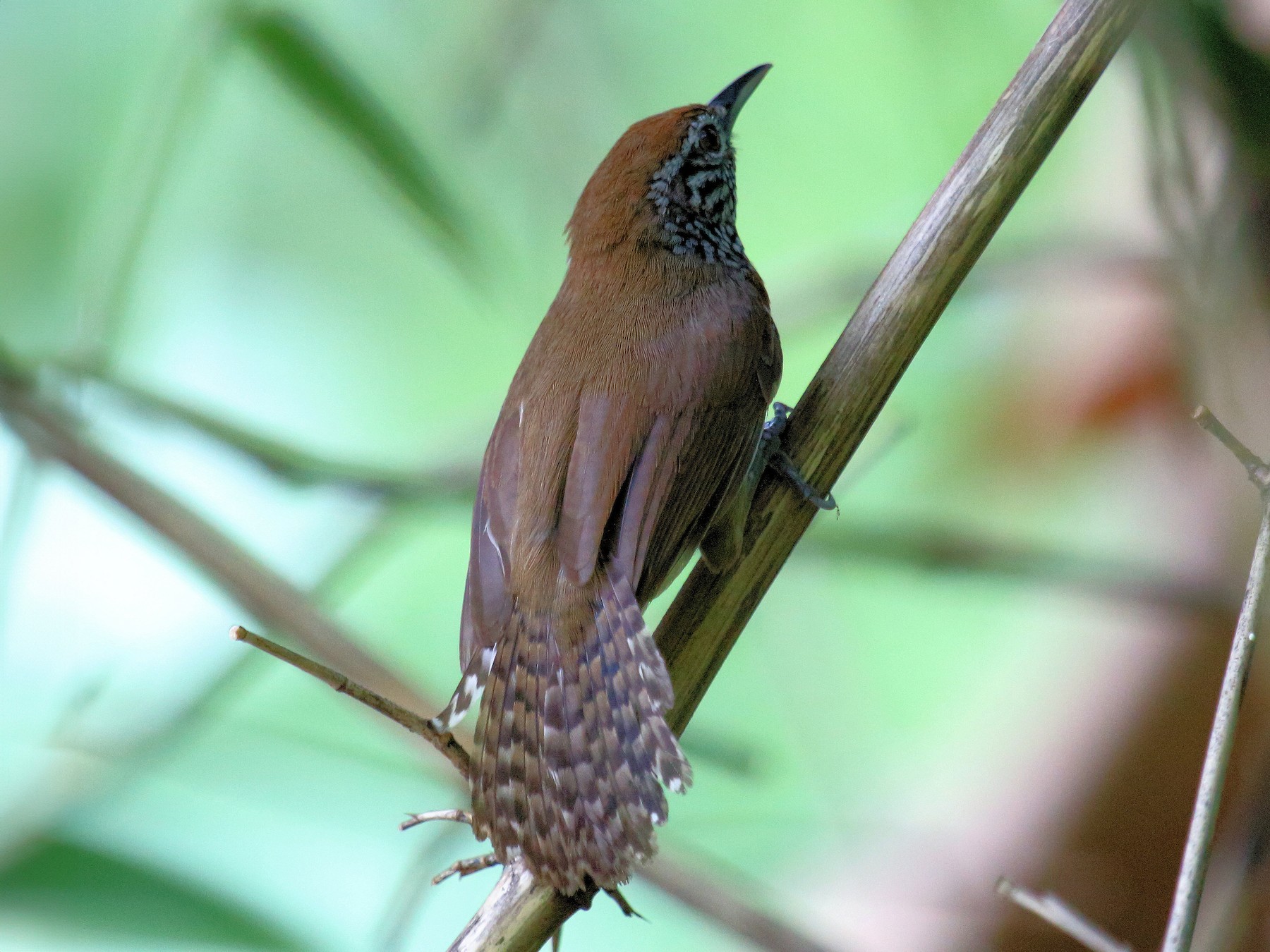 Rufous-breasted Wren - eBird