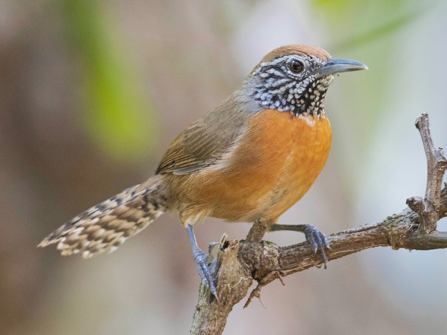 Rufous-breasted Wren - eBird