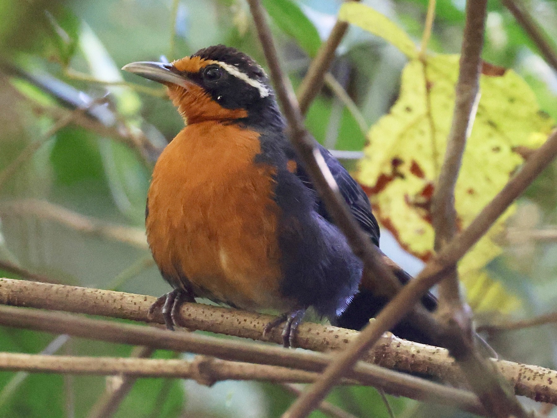 Rosy Thrush-Tanager - eBird