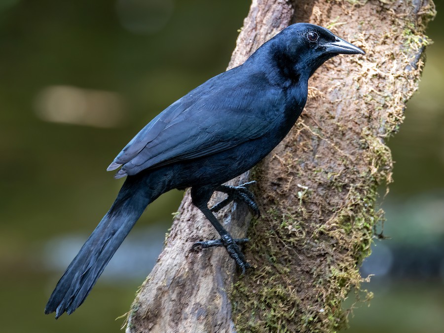 Zanate Cantor - eBird