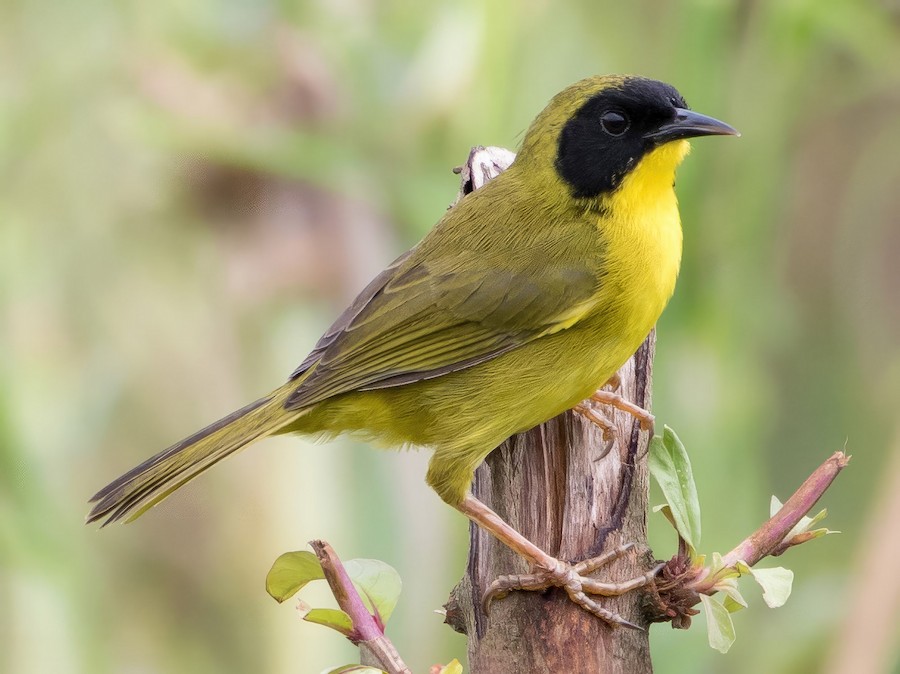 Mascarita Coronioliva - eBird