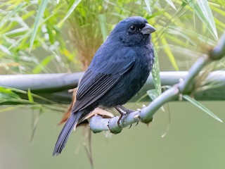 Blue Seedeater - eBird
