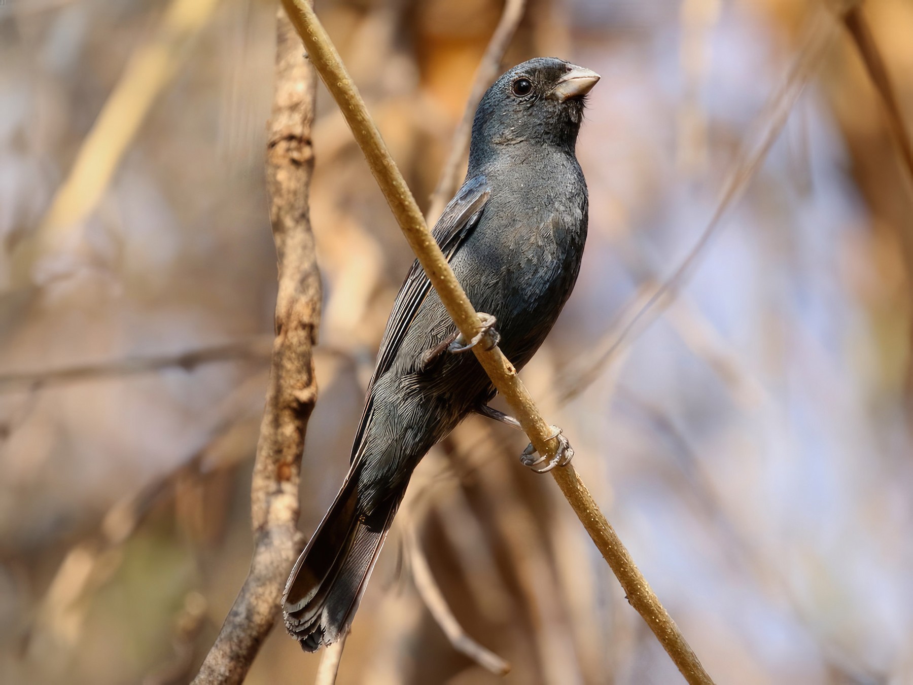 Blue Seedeater - eBird