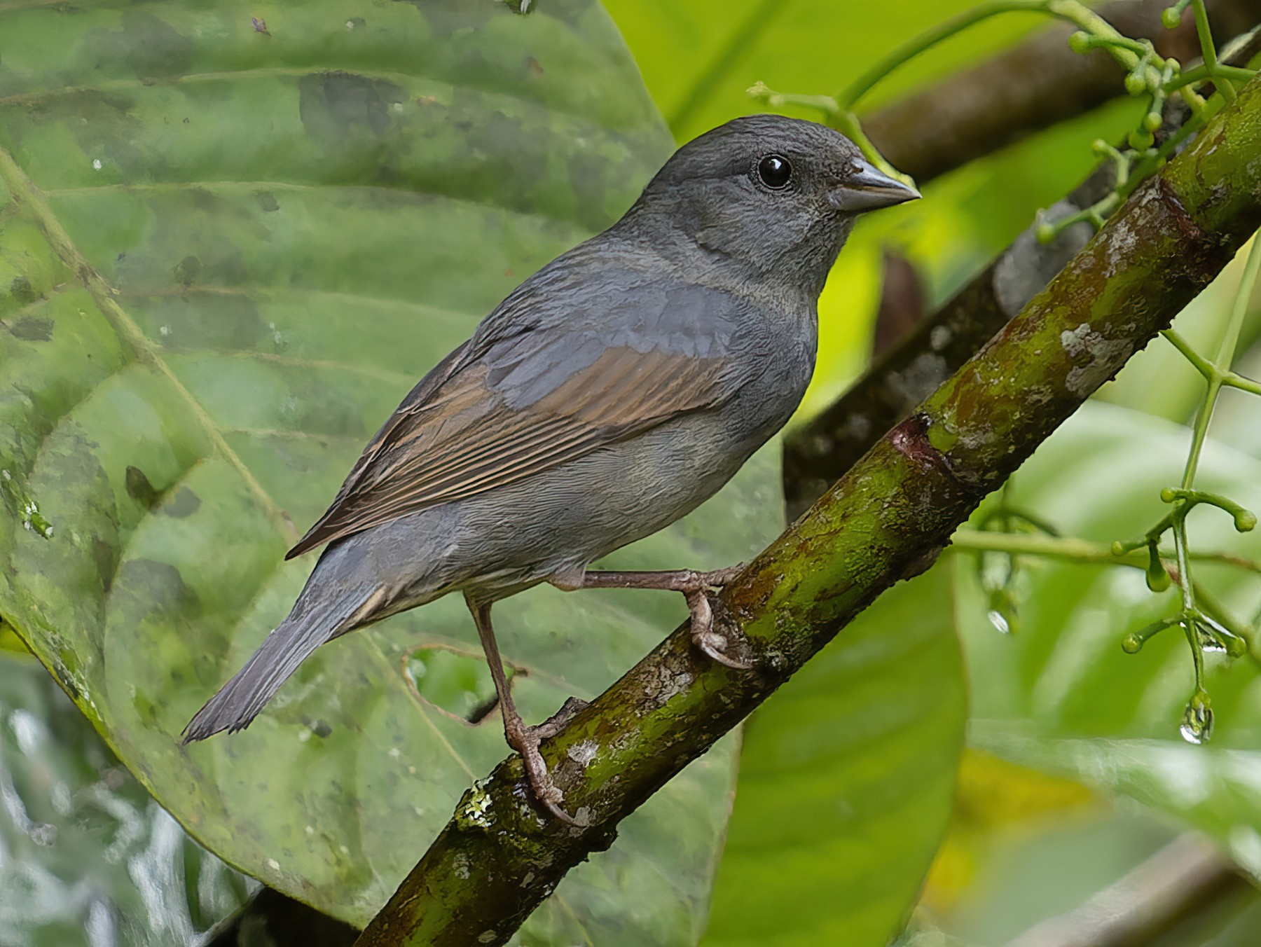 Slaty Finch - eBird