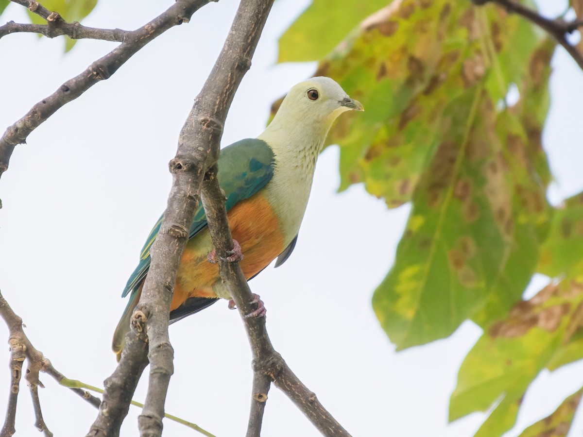 Silver-capped Fruit-Dove - Ptilinopus richardsii - Birds of the World