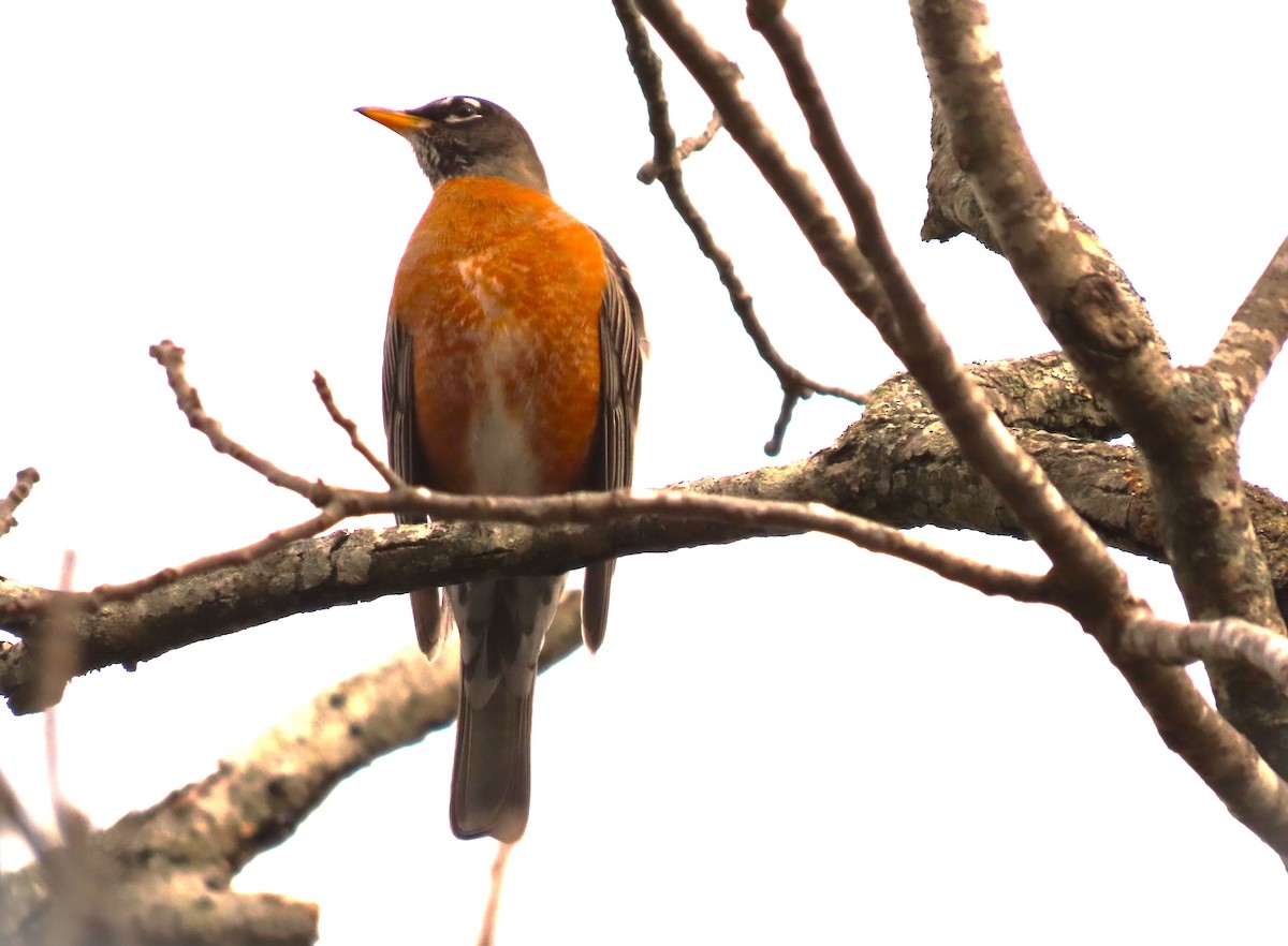 North Carolina Bird Atlas Checklist - 9 Feb 2024 - Sand Central Station ...