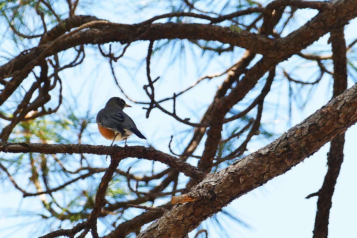 eBird Checklist - 14 Feb 2024 - Mt. Lemmon--Bear Canyon (Cypress ...