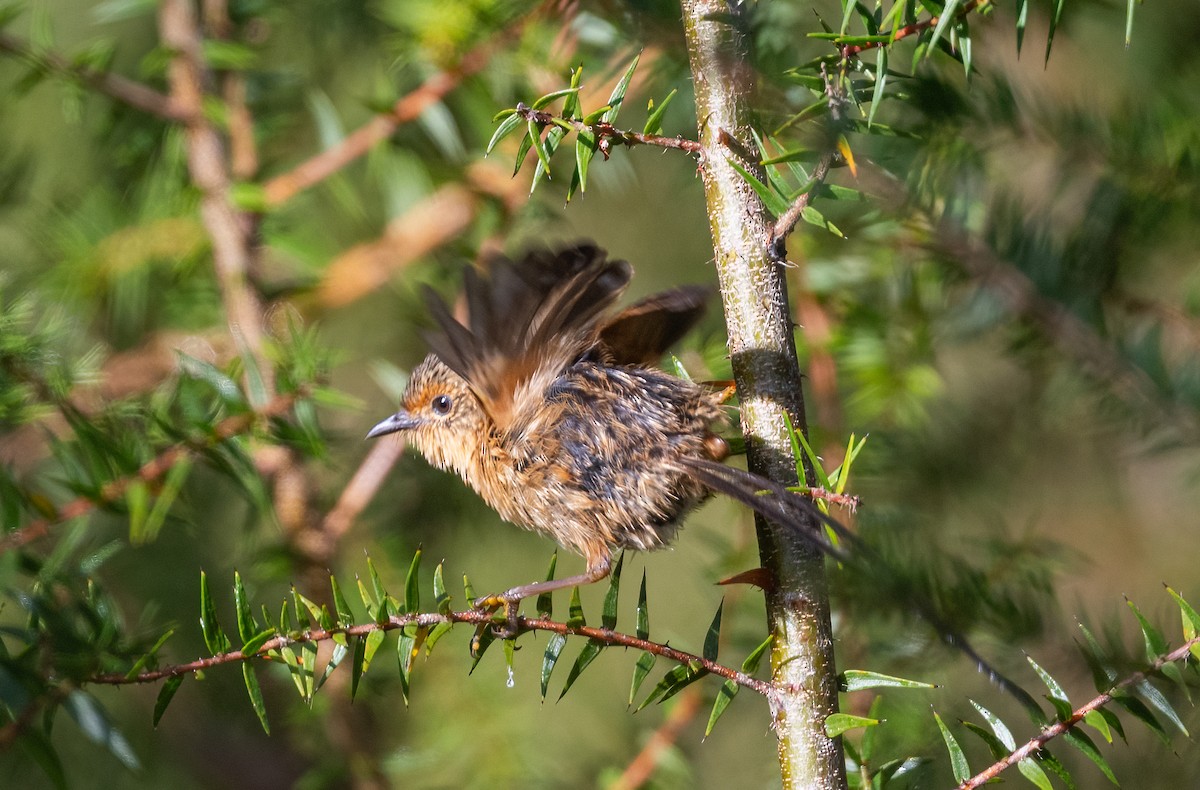 eBird Checklist - 15 Feb 2024 - Bunyip State Park--Buttongrass Walk ...