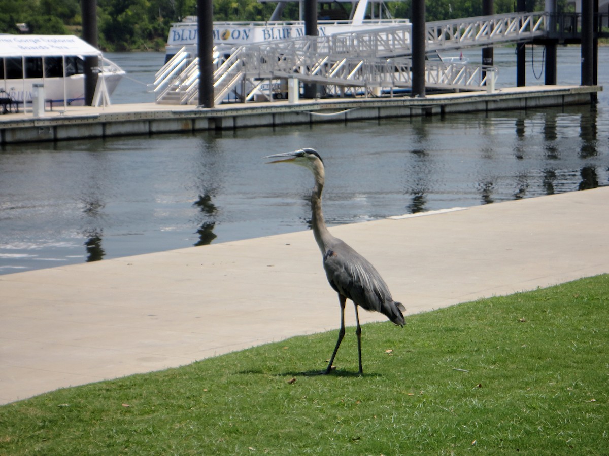 eBird Checklist - 3 Jul 2012 - Ross's Landing - 1 species