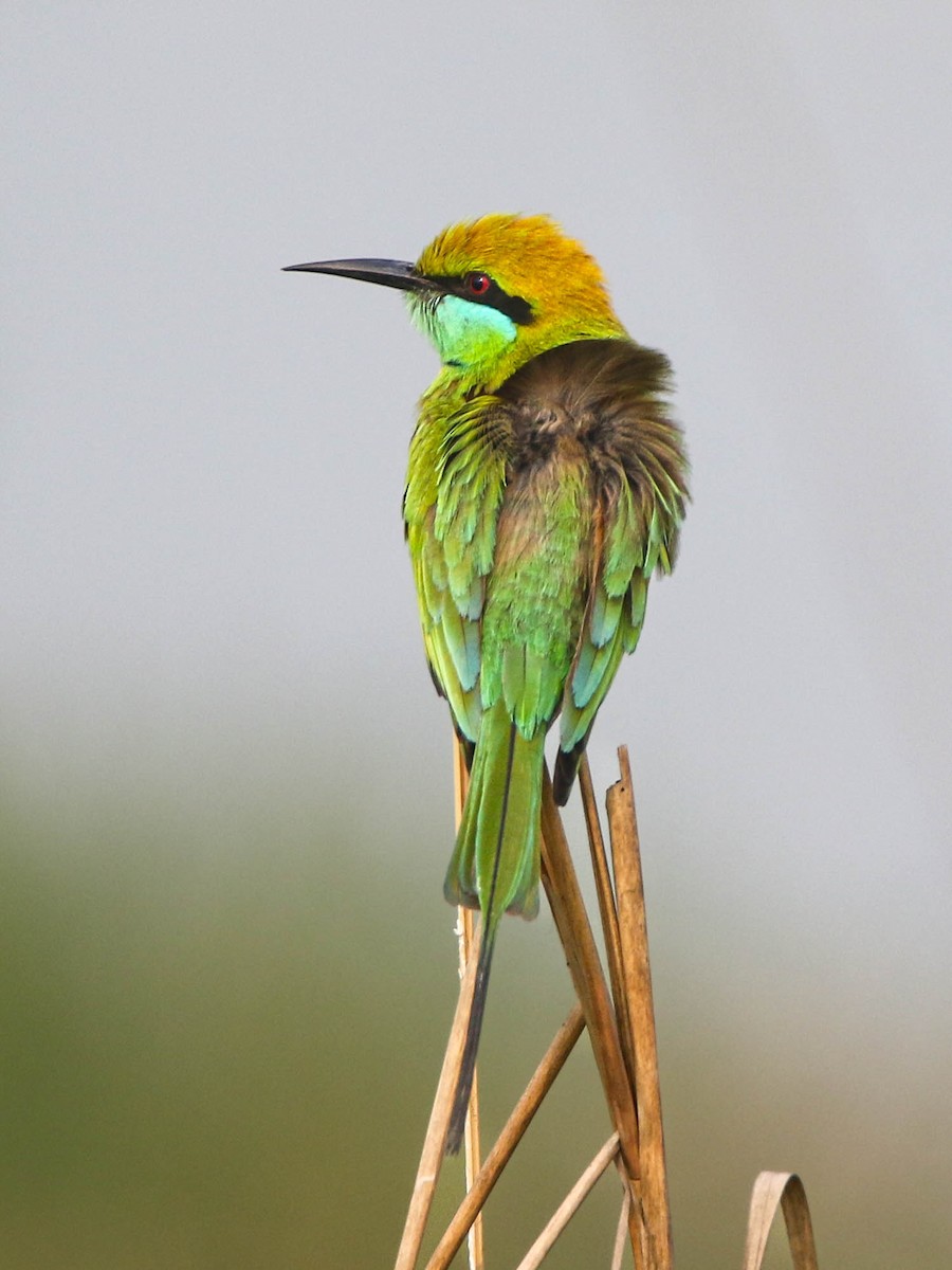 ML614843410 - Asian Green Bee-eater - Macaulay Library