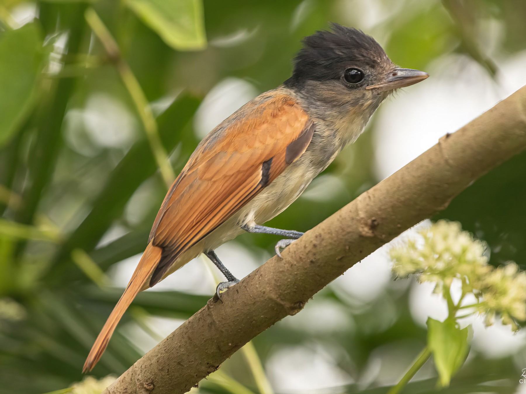Rose-throated Becard - eBird
