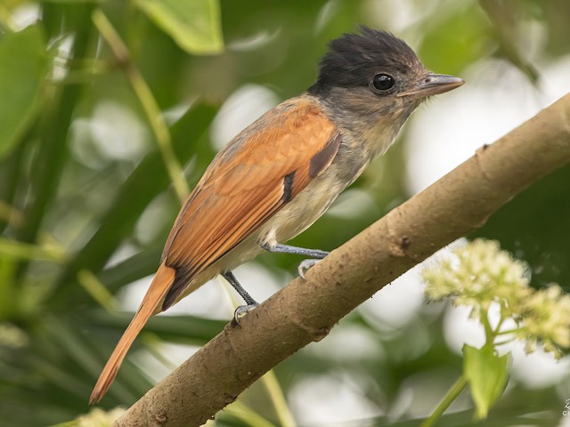 Photos - Rose-throated Becard - Pachyramphus aglaiae - Birds of the World