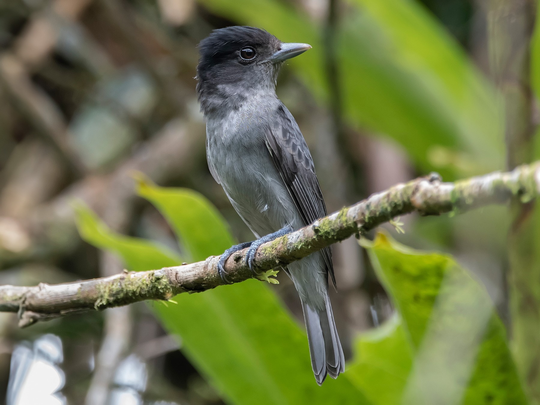 Rose-throated Becard - eBird