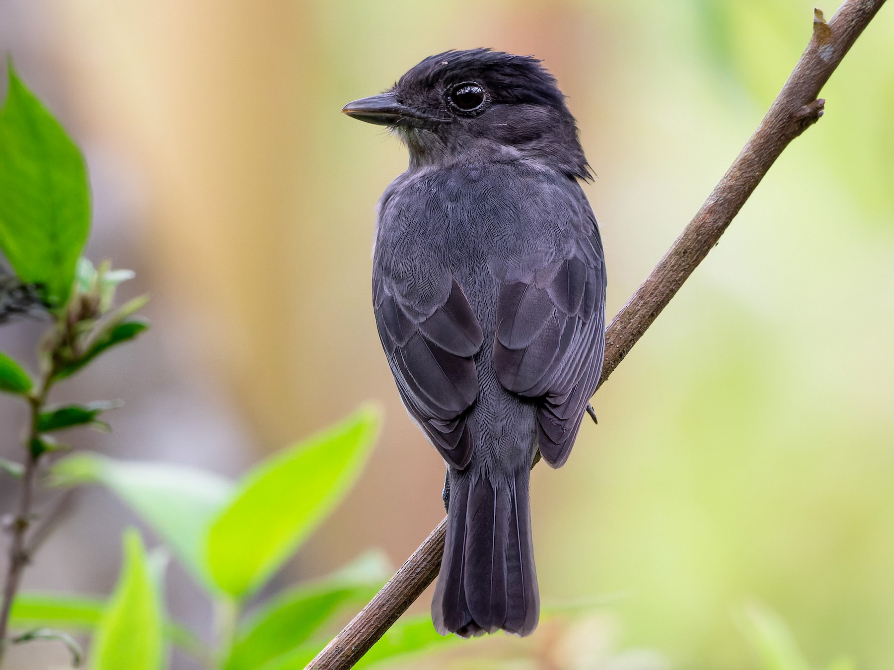 Rose-throated Becard - eBird